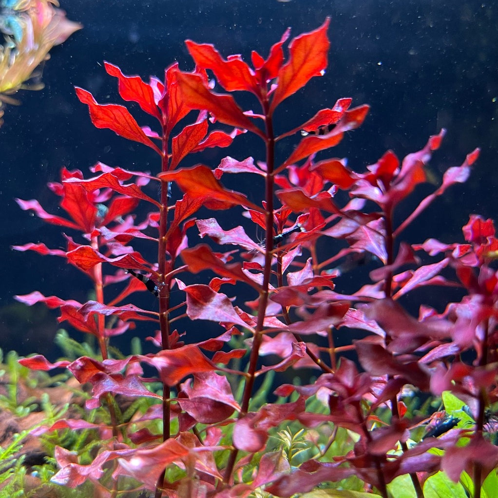 Super Red Ludwigia – Reef Cloverson